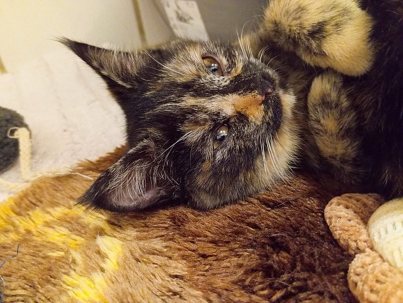 Tierhelfer Ingelheim e. V.: Romy